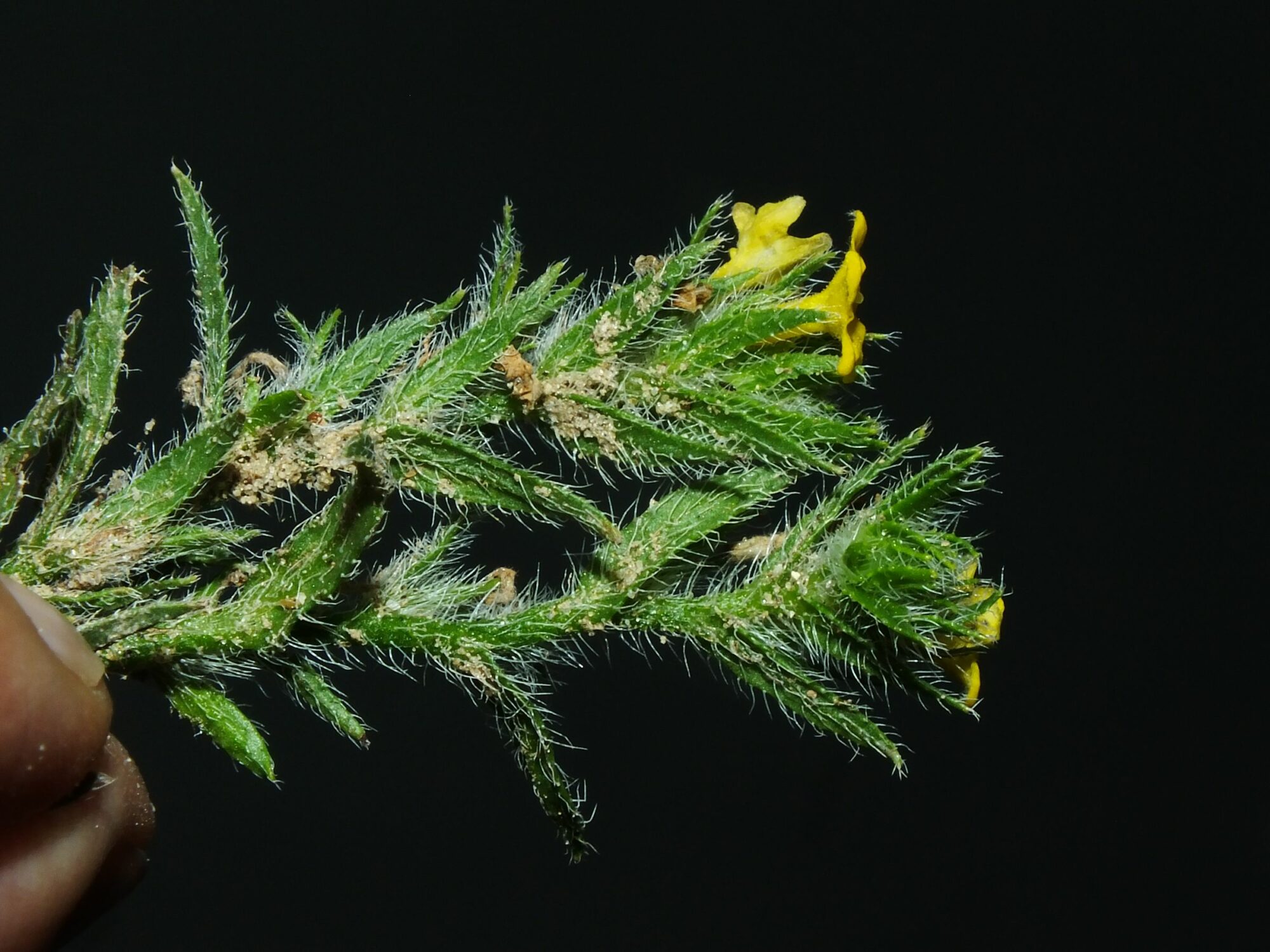 Arnebia hispidissima – eFlora of India