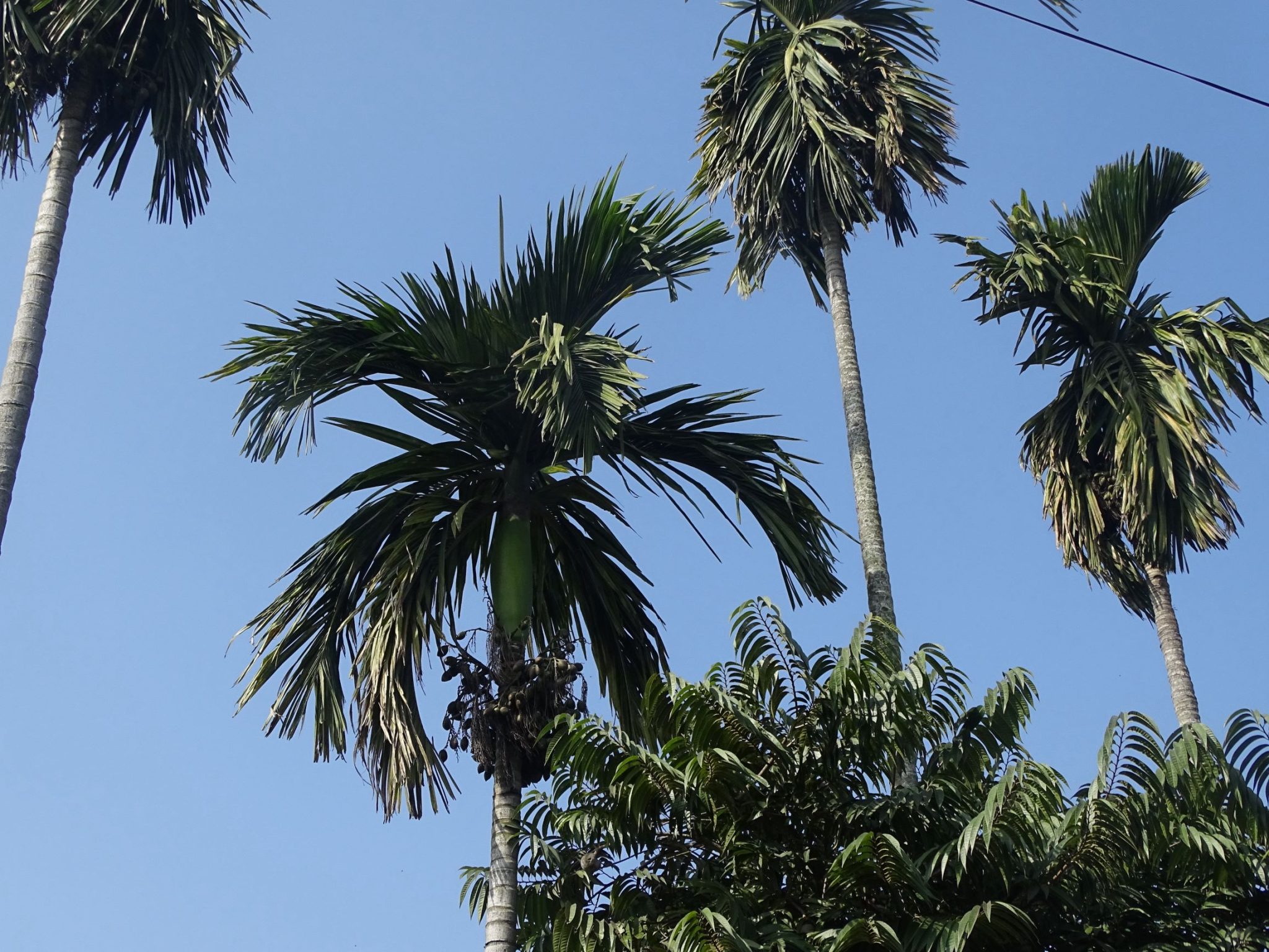 Areca catechu – eFlora of India