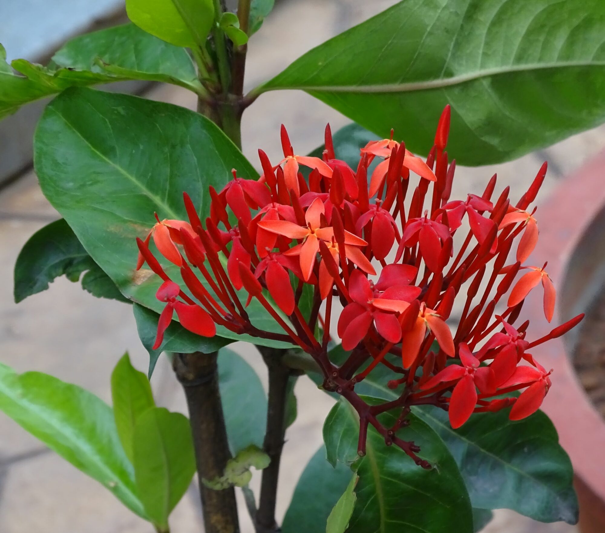 Ixora casei (Cultivated) – eFlora of India