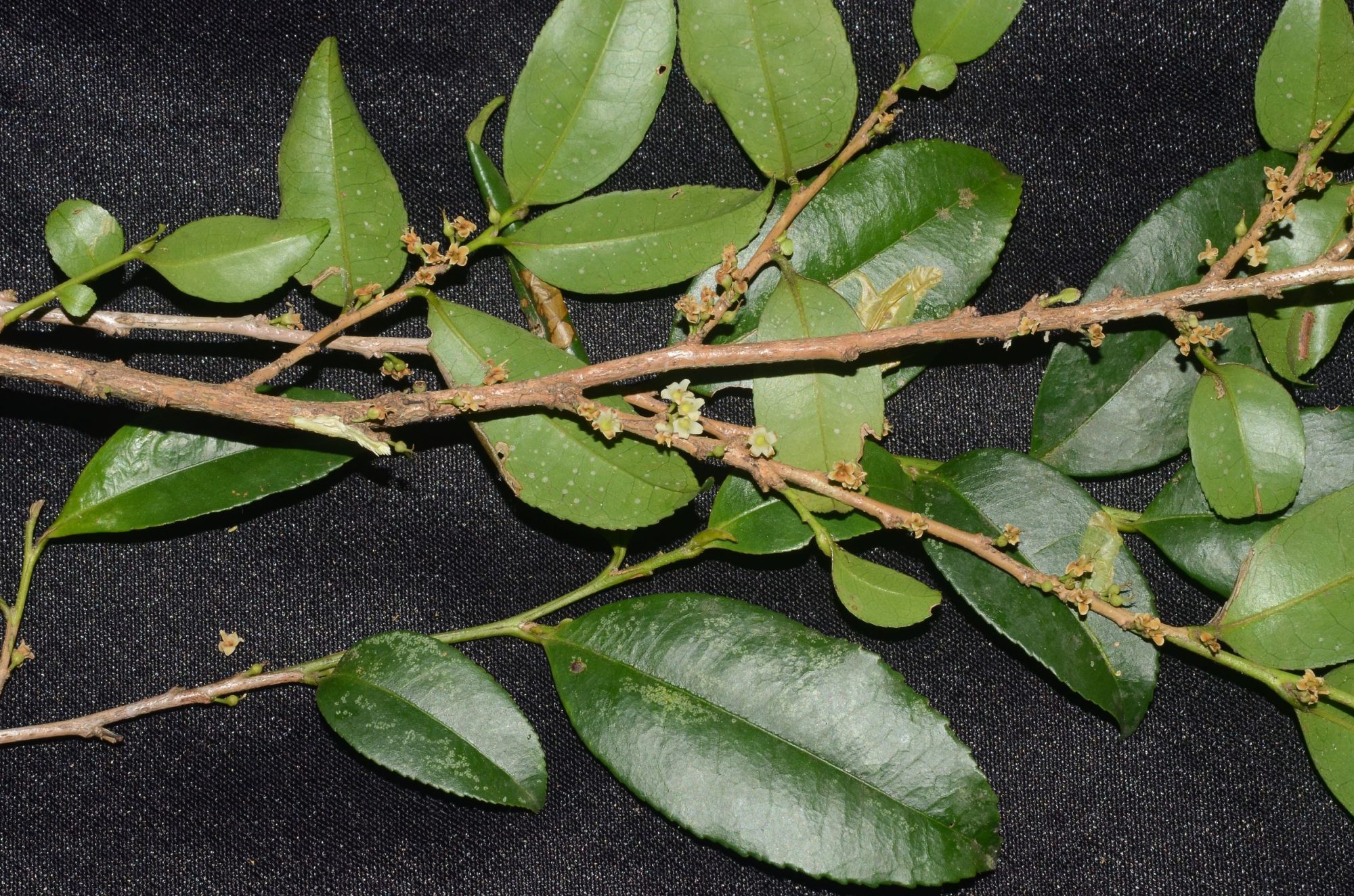 Eurya acuminata – eFlora of India