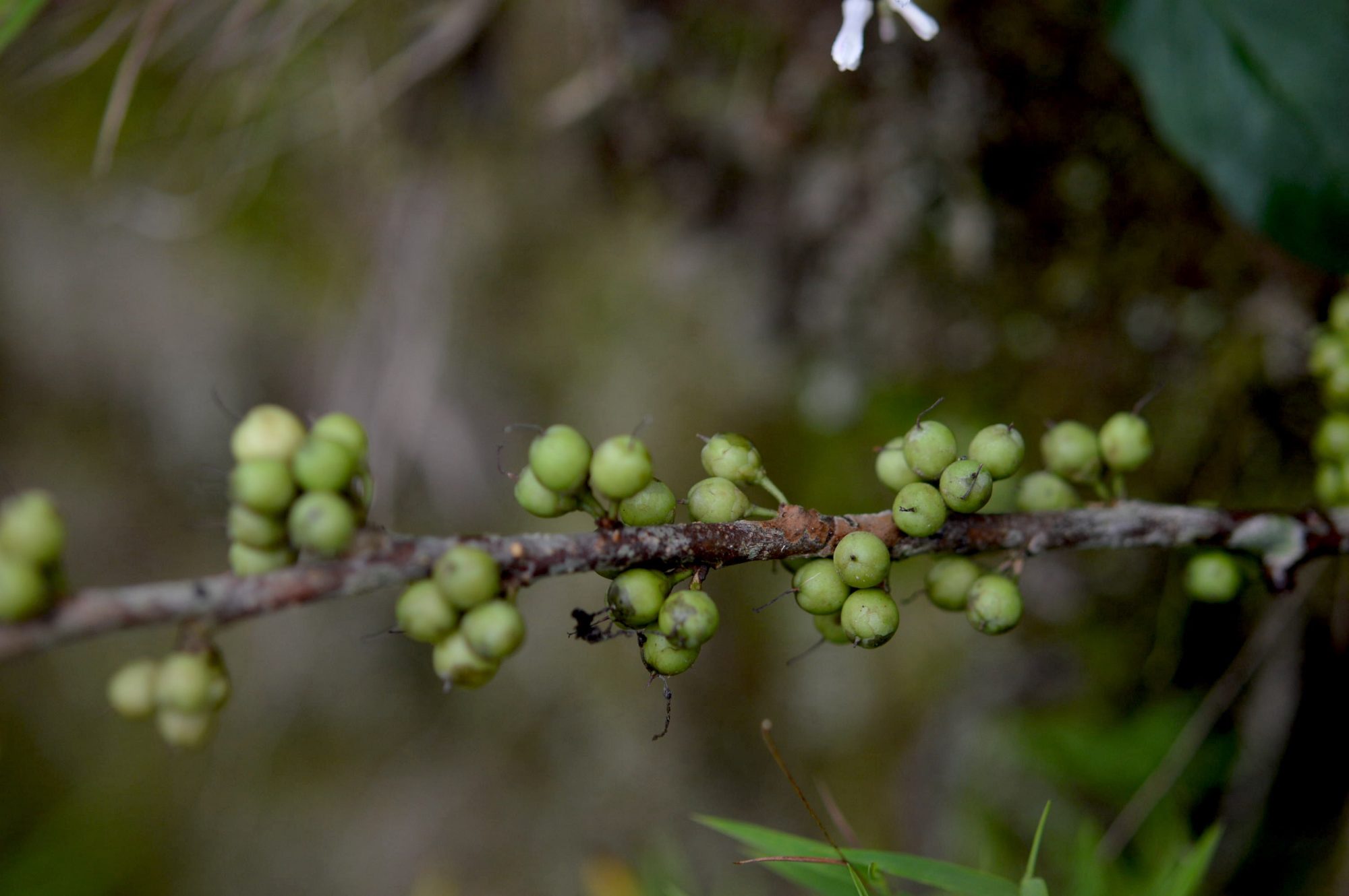 Eurya cerasifolia – eFlora of India