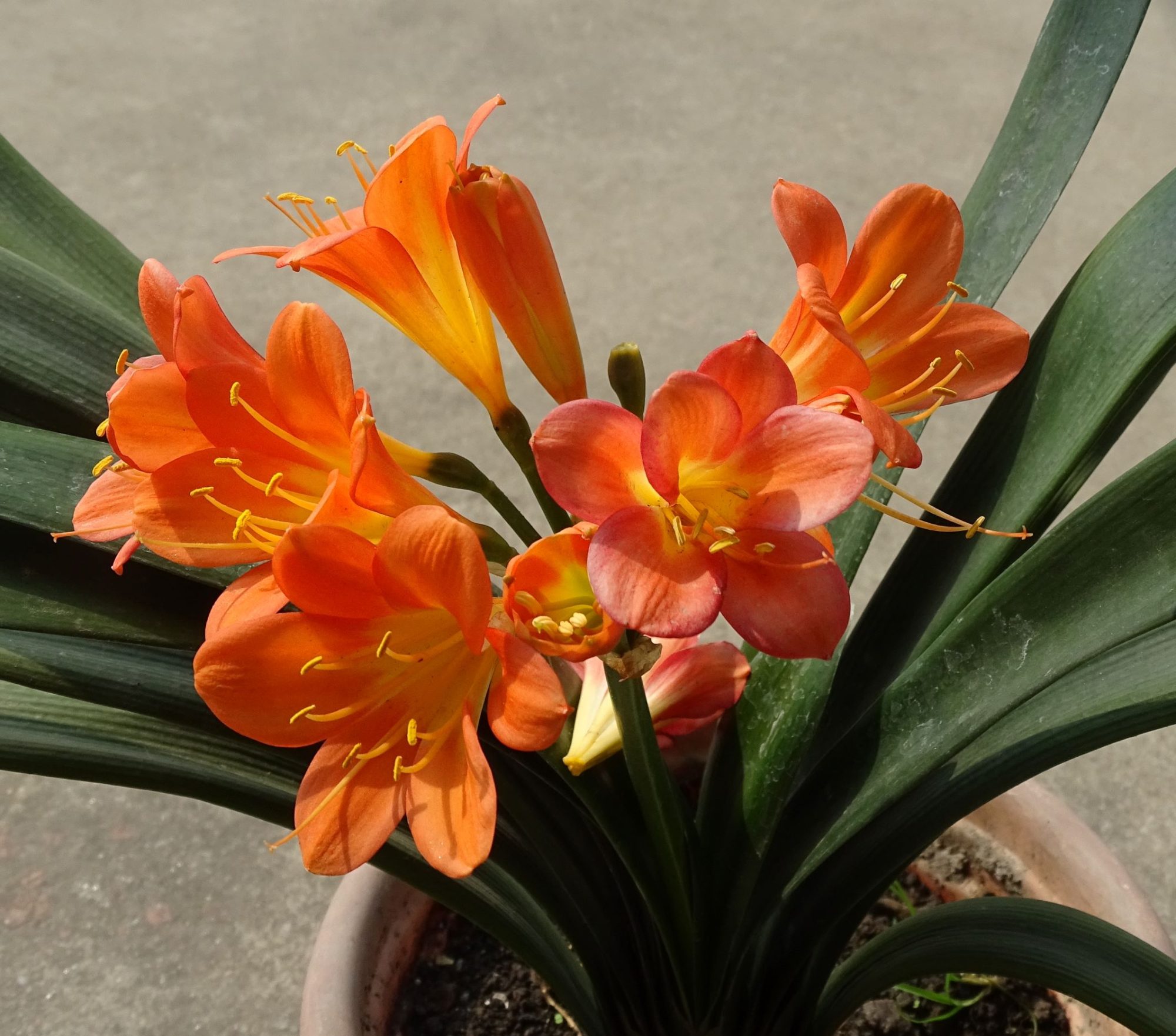 Clivia miniata (Cultivated) – eFlora of India