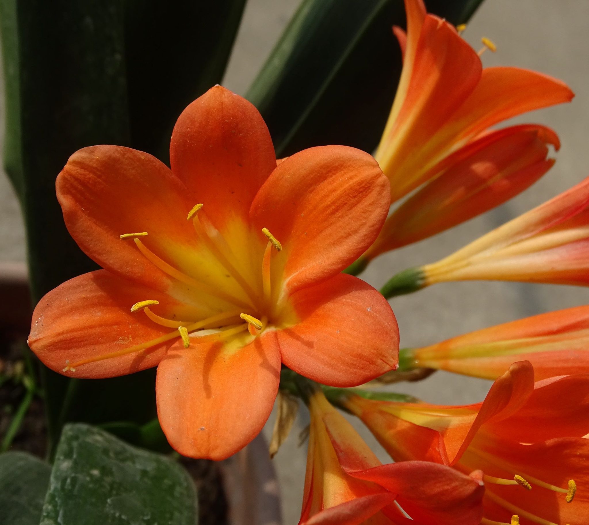 Clivia miniata (Cultivated) – eFlora of India