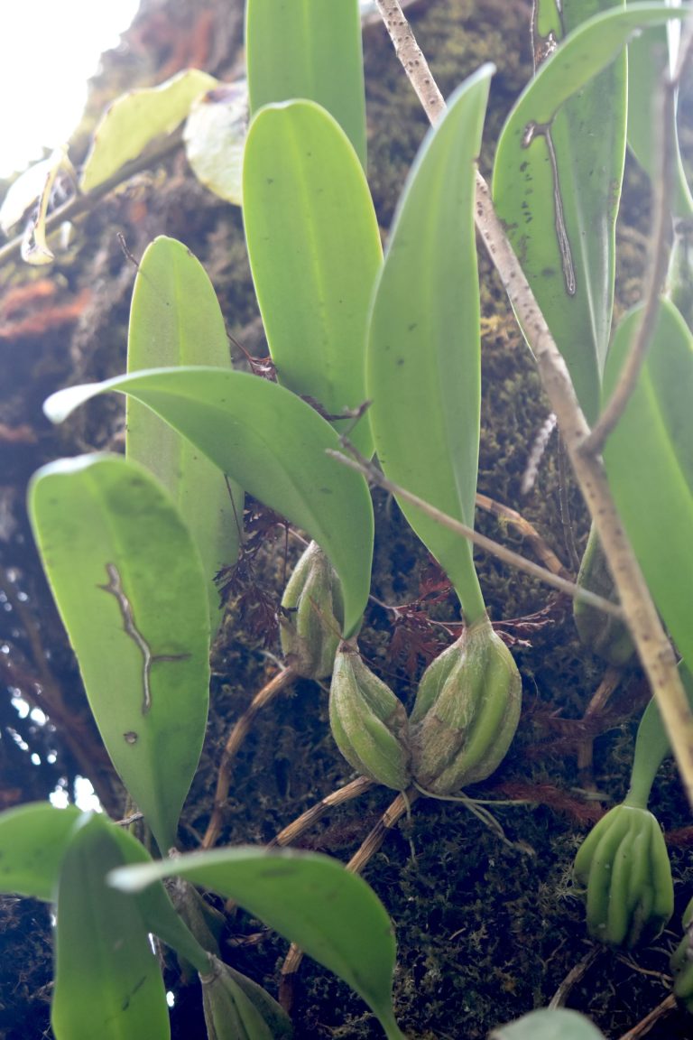 Bulbophyllum species- Panchase, Pokhara, Nepal – eFlora of India